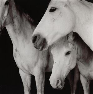 Keith Carter | Billy (1993) | MutualArt