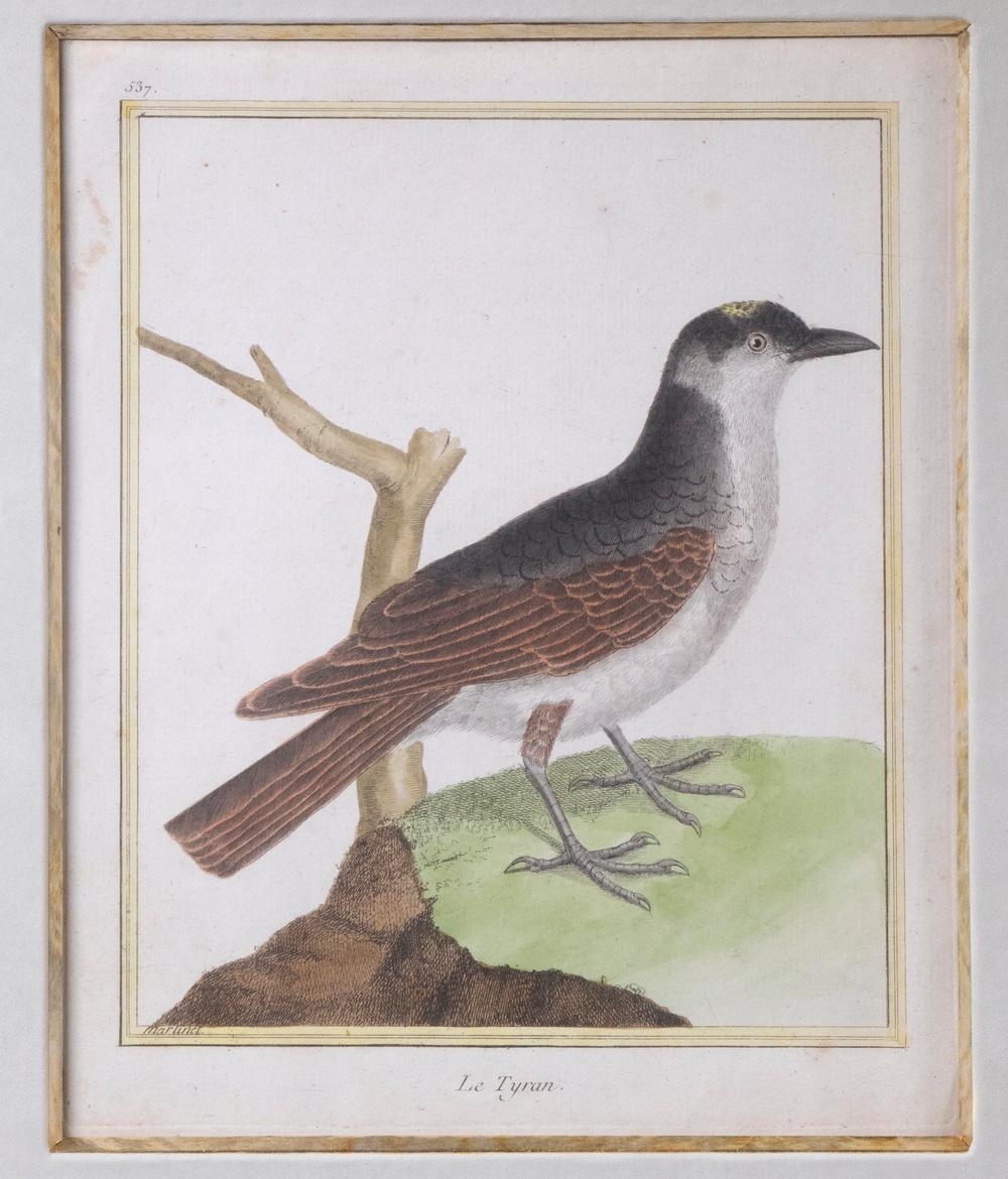 François Nicolas Martinet | PAIR OF 18TH C FRENCH BIRD PRINTS BY ...
