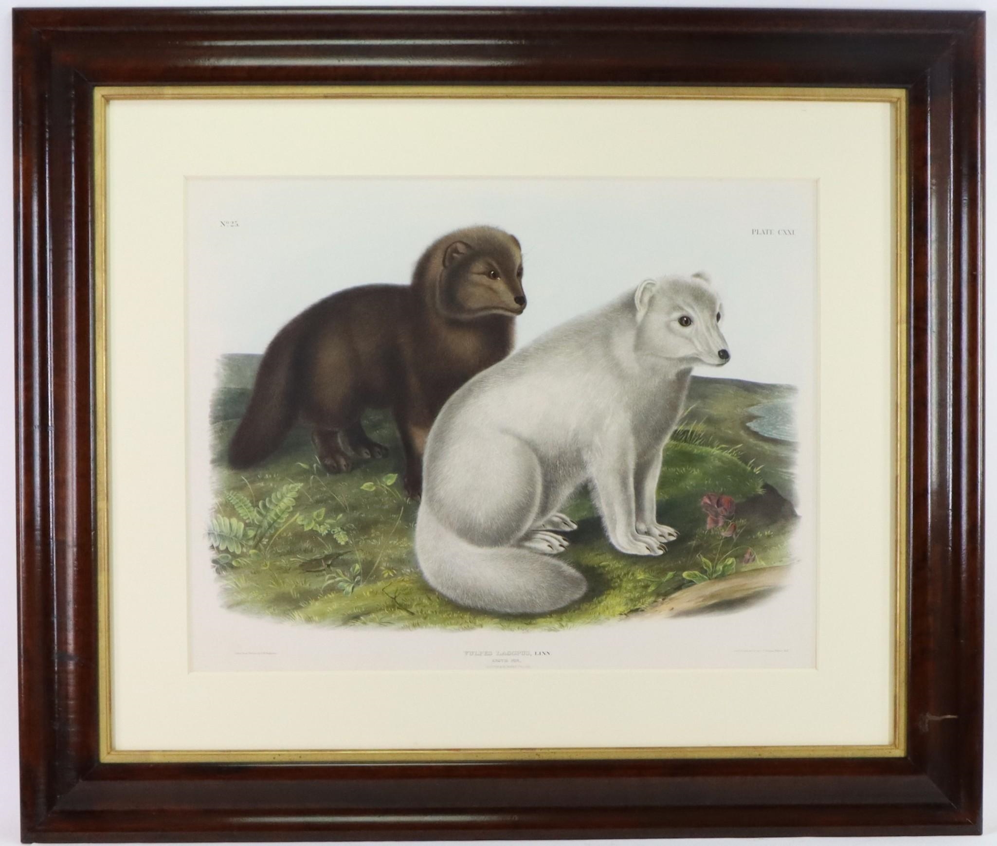John James Audubon | Hand-colored lithograph of the “Arctic Fox” by ...