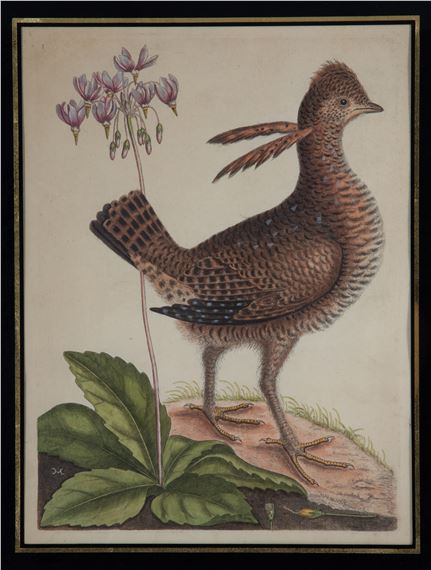 Mark Catesby | EARLY PARTRIDGE PRINT | MutualArt