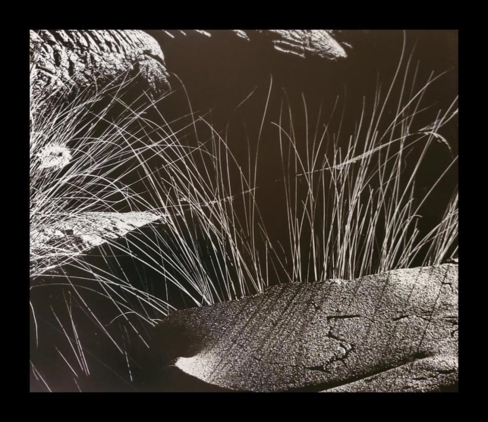 Brett Weston | Brett Weston, Grass and Lava 1987 (1911 - 1993) | MutualArt