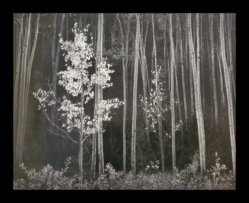 Ansel Adams | Ansel Adams, Aspens, Northern New Mexico, 1958 (1958) | MutualArt