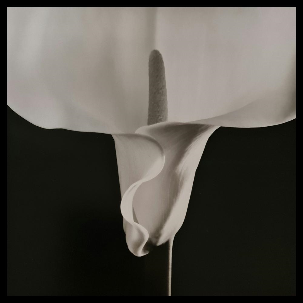 Robert Mapplethorpe | Robert Mapplethorpe, Calla Lilly, 1988 (1988 ...