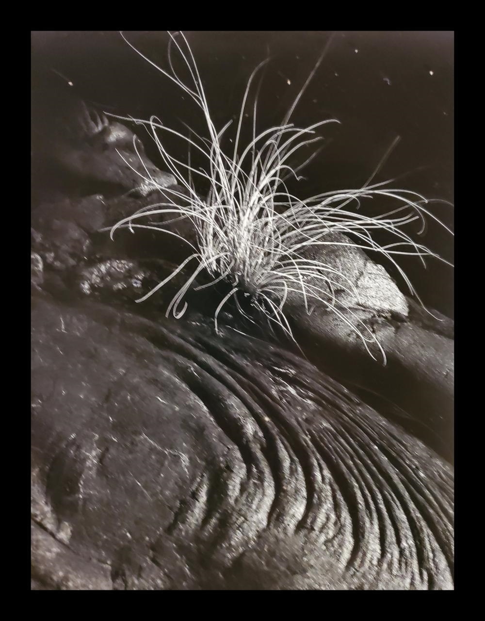 Brett Weston | Brett Weston, Grass and Lava, 1984 (1911 - 1993) | MutualArt