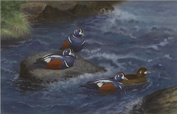 Richard Robjent | Harlequin ducks | MutualArt