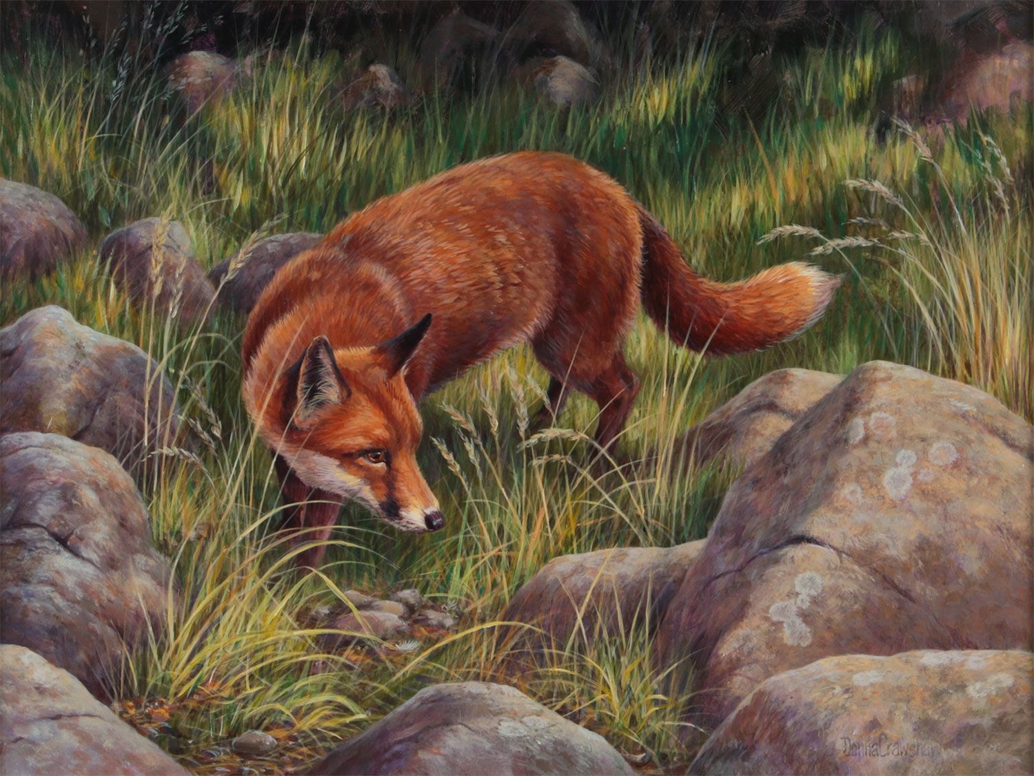 Donna Crawshaw | STUDY OF A FOX | MutualArt