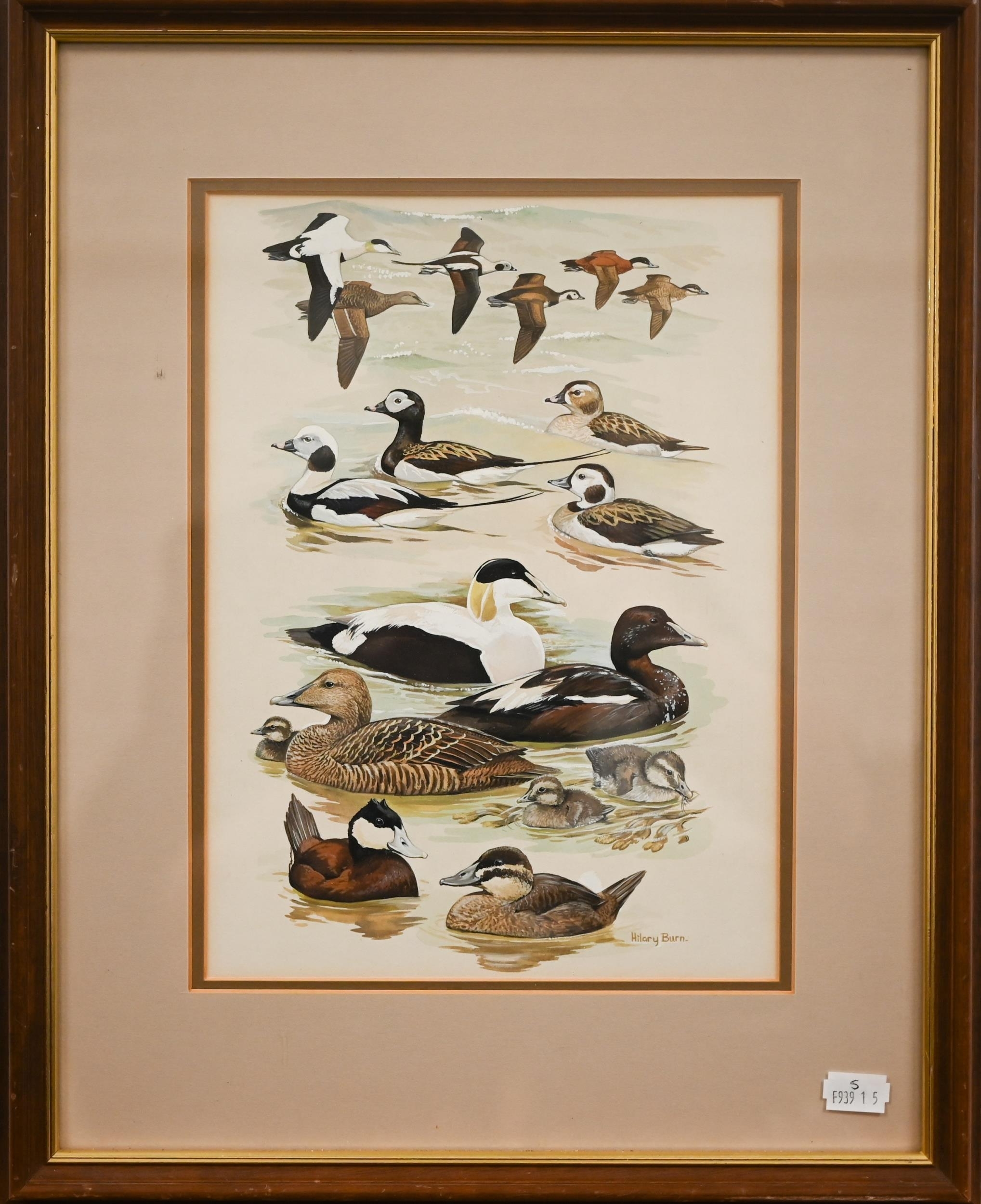 Hilary Burn | Study of water fowl | MutualArt