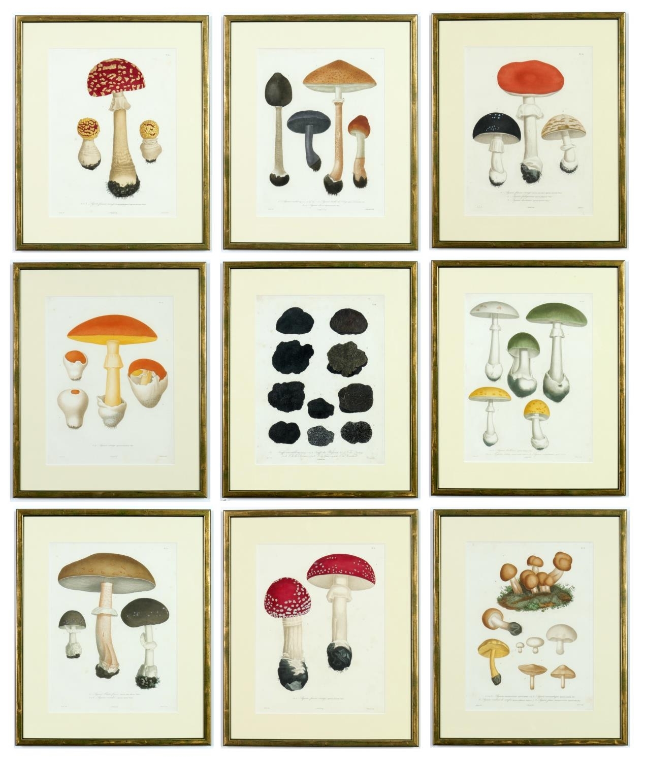 Joseph Roques | Truffles and Mushrooms A rare set of nine engravings ...