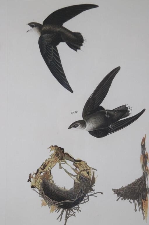 John James Audubon | AMERICAN SWIFT AUDUBON ENGRAVING | MutualArt