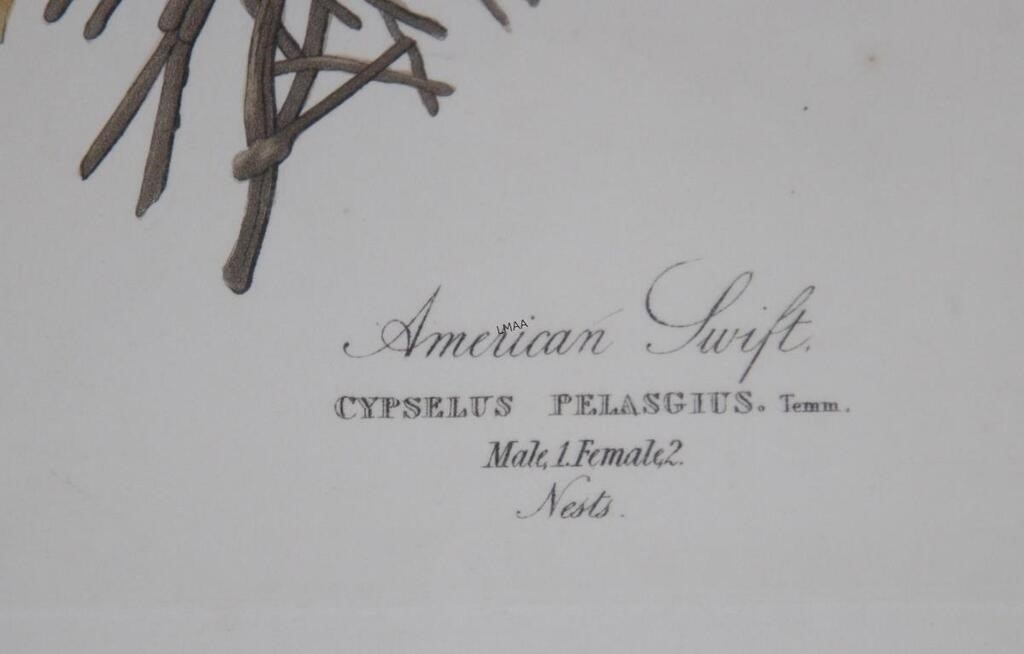 John James Audubon | AMERICAN SWIFT AUDUBON ENGRAVING | MutualArt