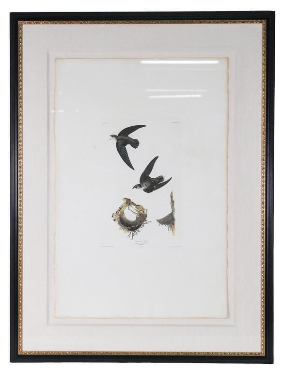 John James Audubon | AMERICAN SWIFT AUDUBON ENGRAVING | MutualArt