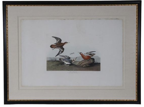 John James Audubon | RED PHALAROPE AUDUBON ENGRAVING | MutualArt