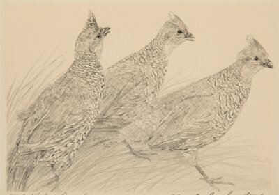 Charles Beckendorf | Bob White Quail, Desert Mule Deer, Blue Quail ...