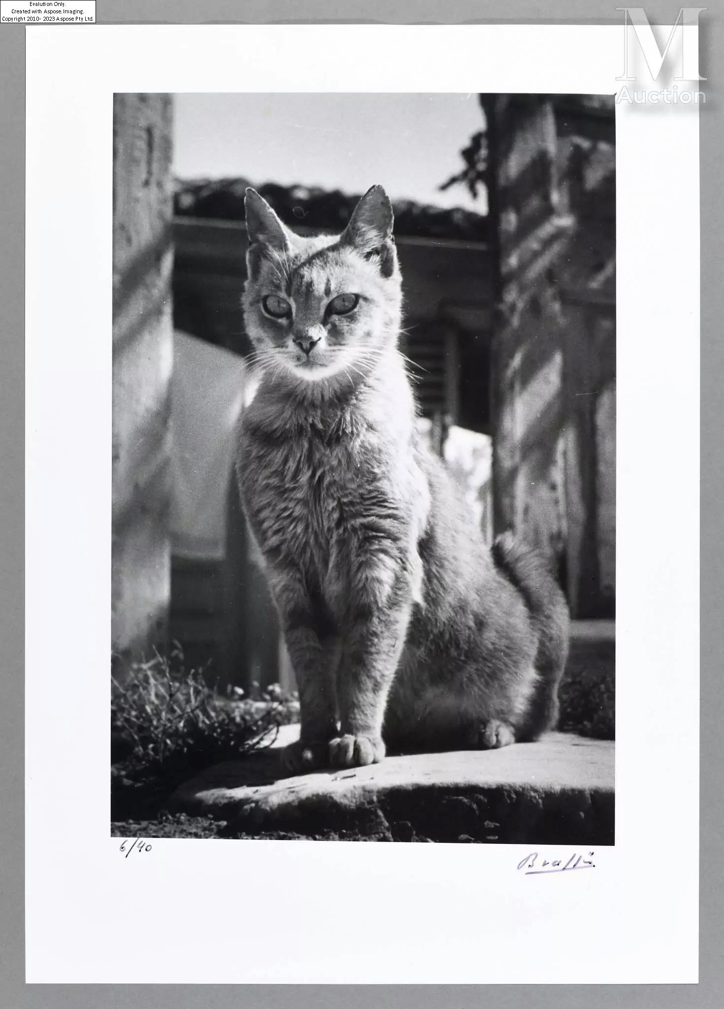 Brassaï | BRASSAÏ (Gyula Halász, dit) (1899-1984 (1953) | MutualArt