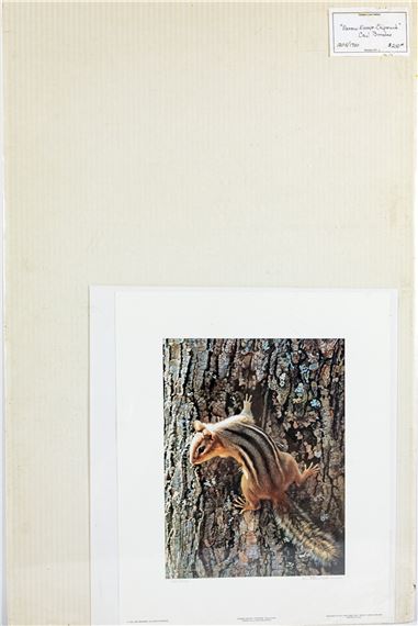 Carl Brenders | Narrow Escape-Chipmunk | MutualArt
