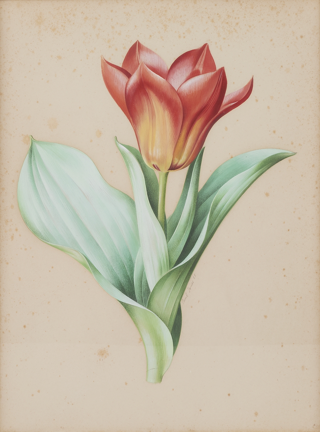 Paul Osborne Jones | Tulip (1995) | MutualArt