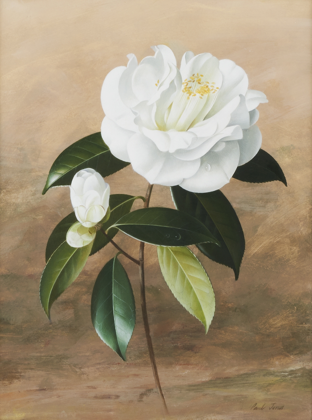 Paul Osborne Jones | Camellia Japonica | MutualArt