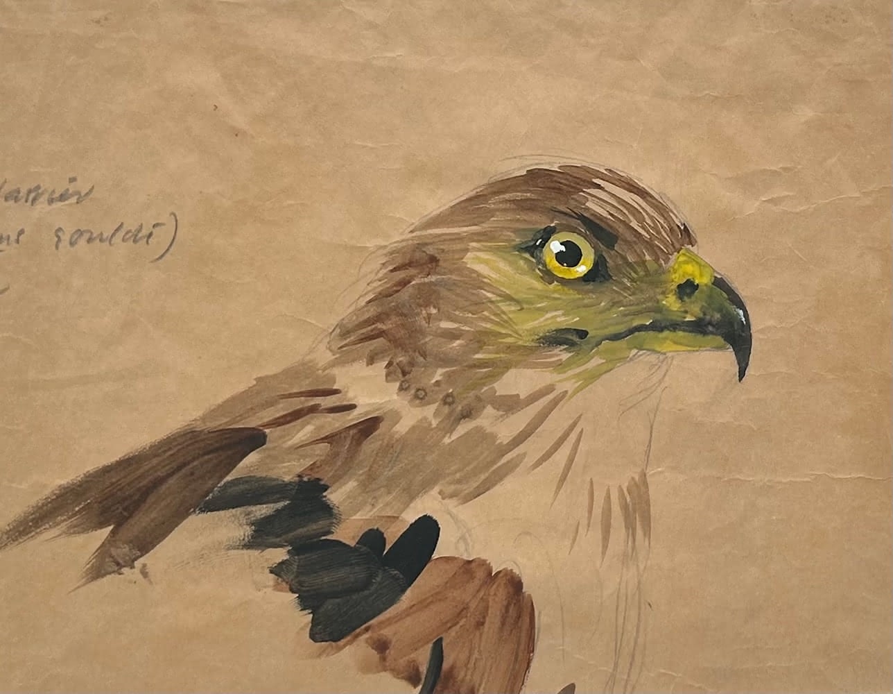 Raymond Harris Ching | The Rifleman Bird | MutualArt