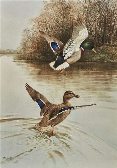 Edwin Penny | Mallard Rising and Goldeneyes in Flight | MutualArt