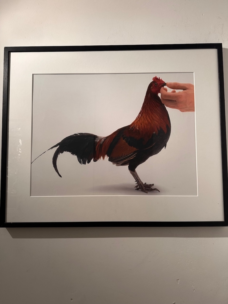Koen Vanmechelen | Feeding chicken (2013) | MutualArt