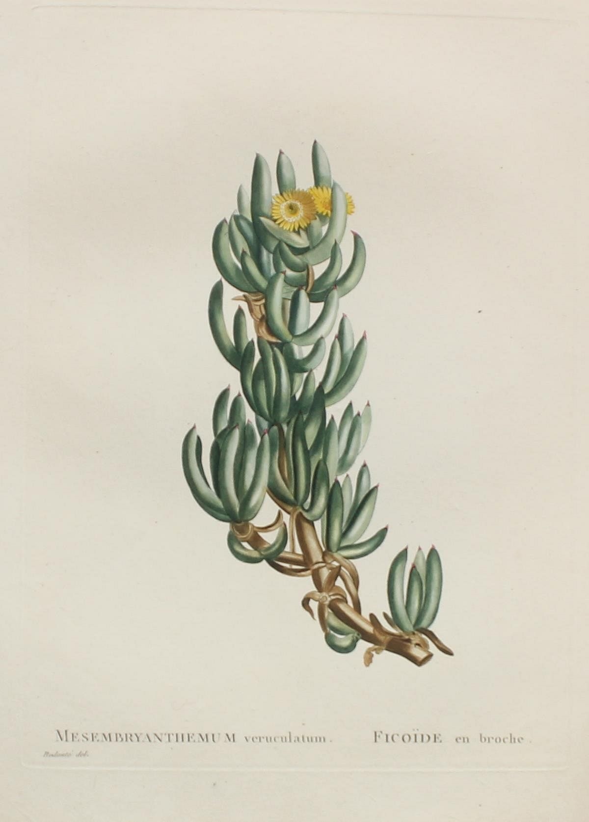 Pierre-Joseph Redouté | Pierre Joseph Redoute - Mesmbryanthemum V (1837 ...