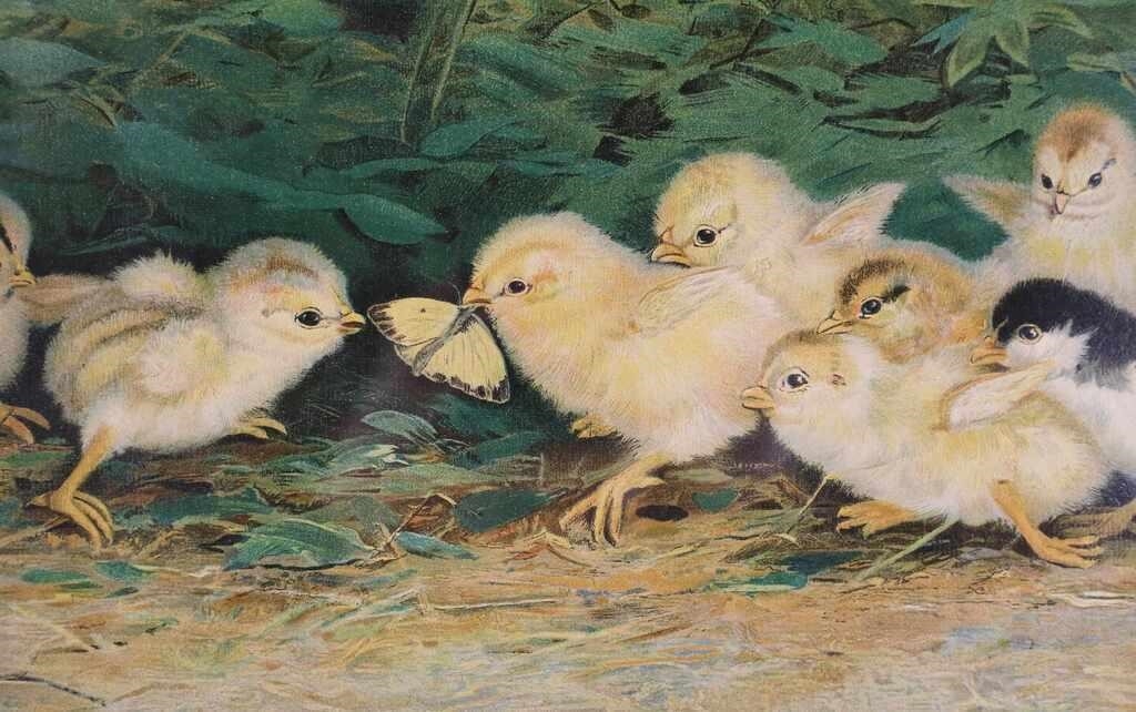 Ben Austrian | Ben Austrian Lithograph Battle of the Chicks (1902 ...