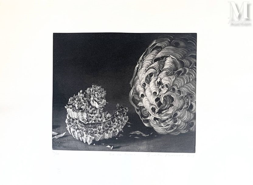 Judith Rothchild | Hornet nests Soft cut. Numbered | MutualArt