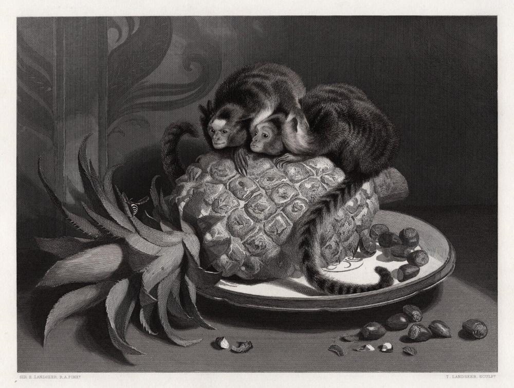 Edwin Landseer | Henry Landseer 1800s Engraving The Marmozettes Signed ...