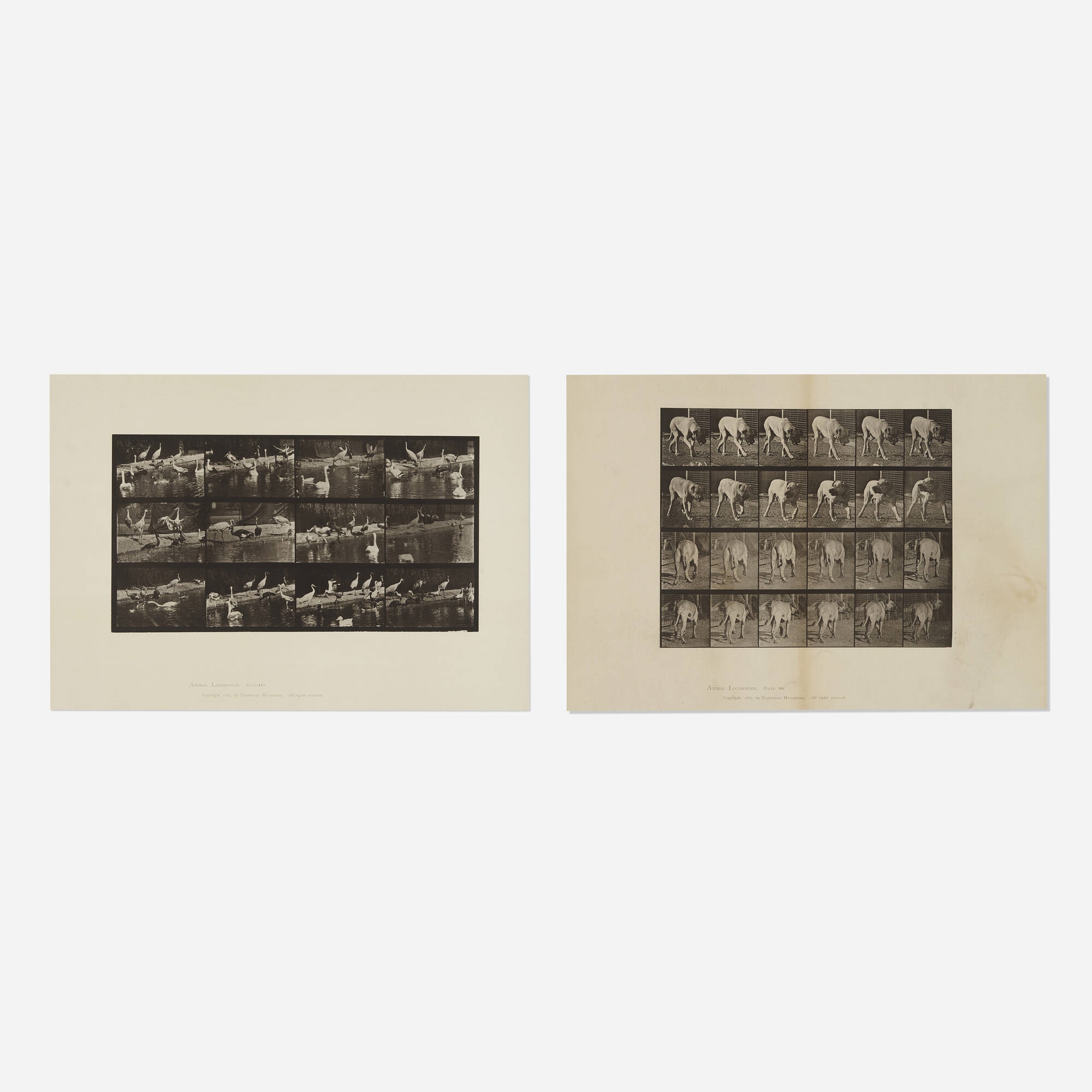 Eadweard Muybridge | Bird in flight; and Cat leaping | MutualArt