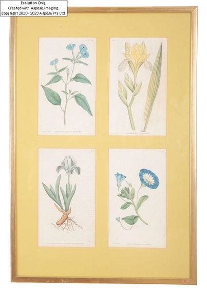 James Sowerby | A set of twelve botanical studies (1786) | MutualArt