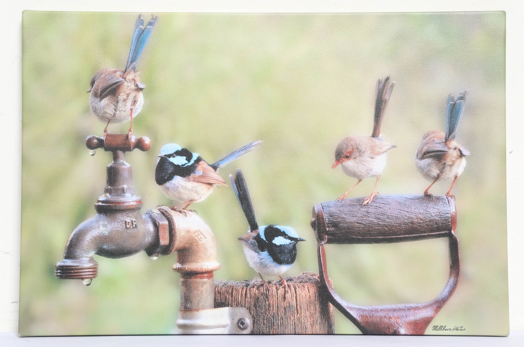 David Millburn Slater | A family of Superb Fairy Wrens | MutualArt