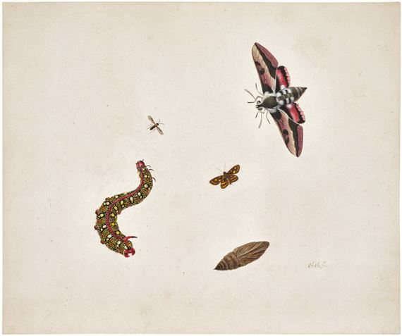 Herman Hengstenburgh | A Hawkmoth and Caterpillar with other insects ...