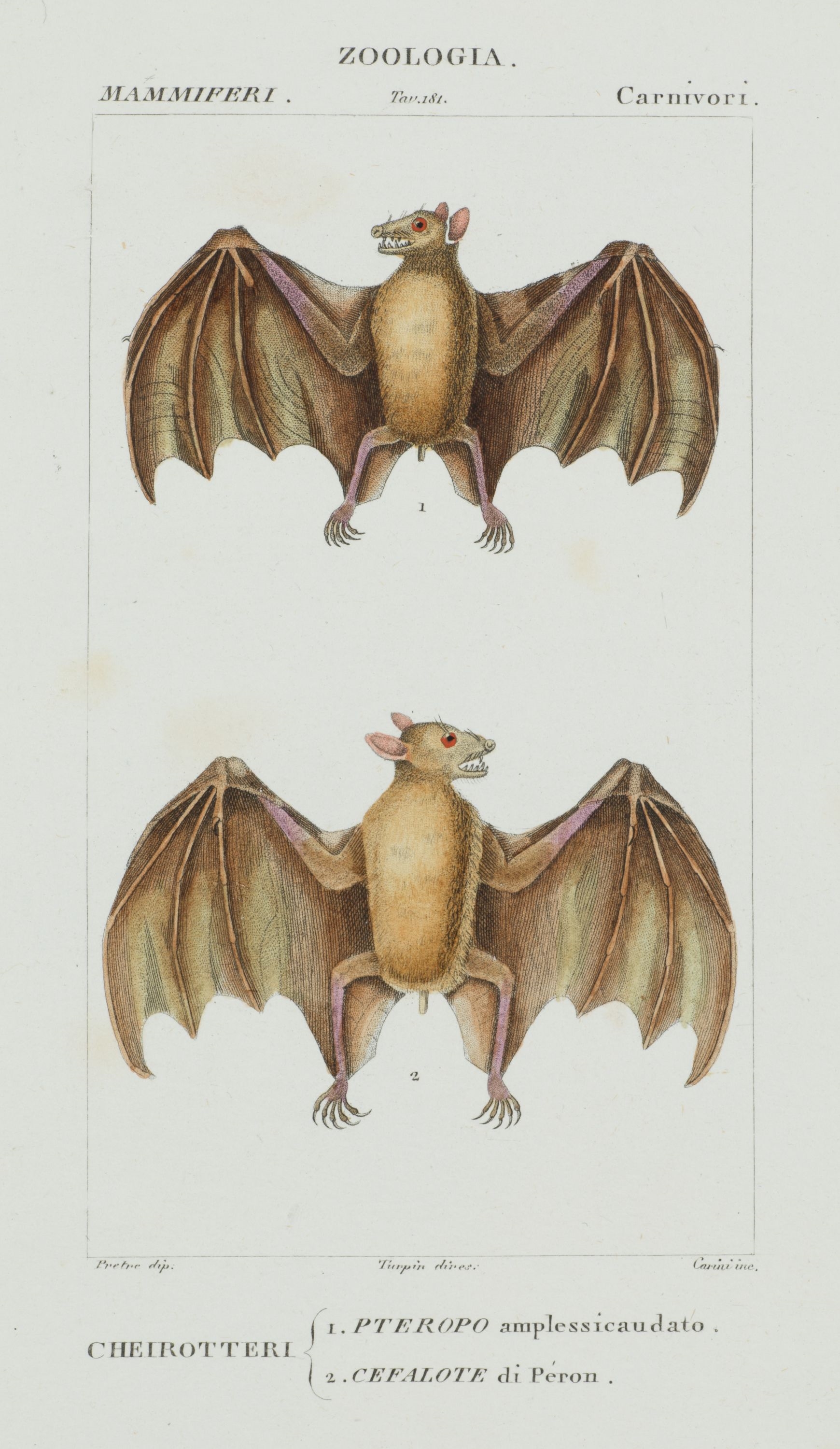 Pierre-Jean-François Turpin | PIERRE JEAN FRANÇOIS TURPIN Vire, France ...