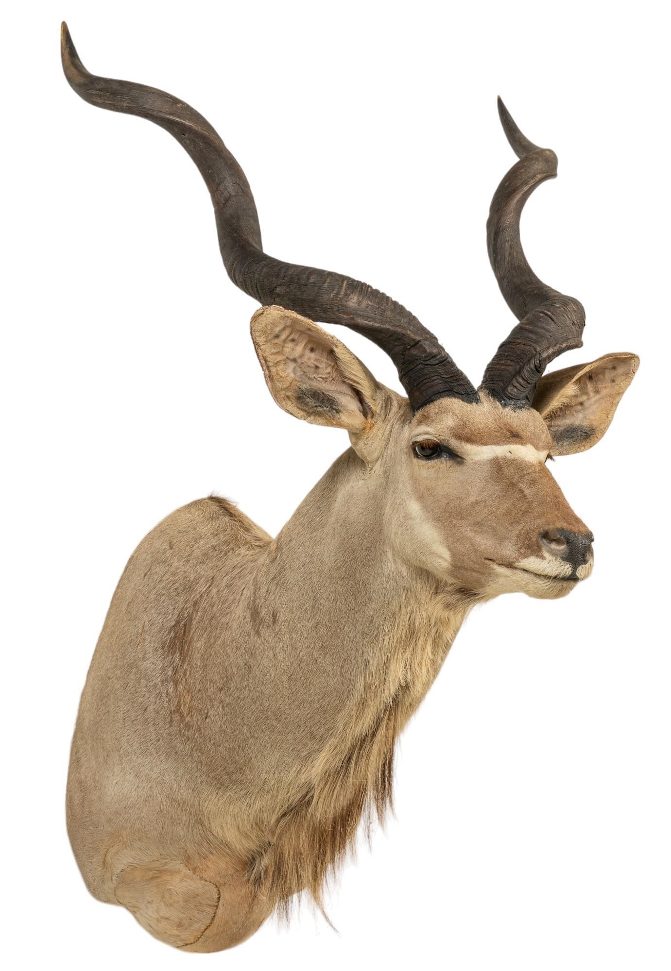Greater Kudu | Greater Kudu Shoulder Mount Taxidermy | MutualArt