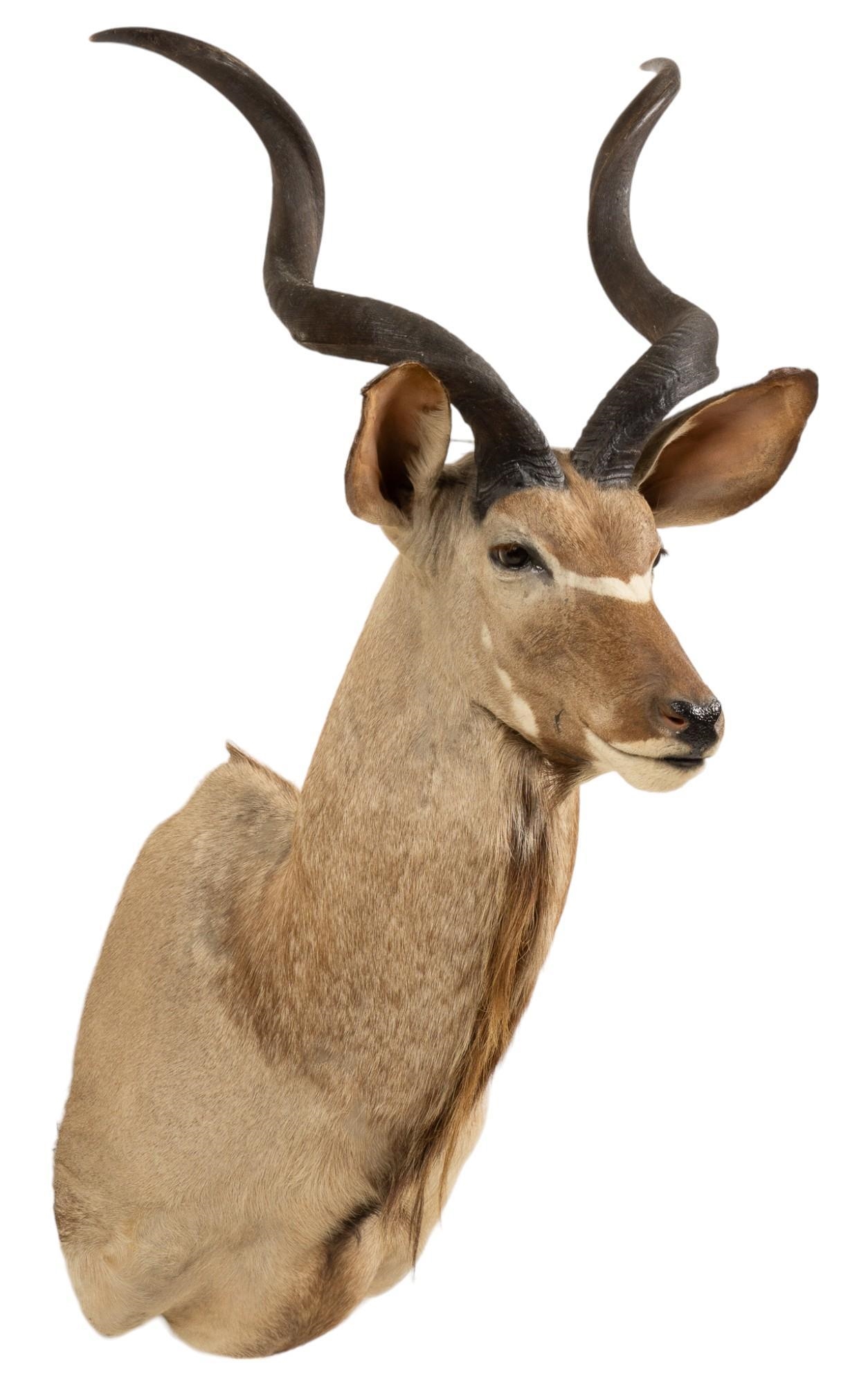 Greater Kudu | Greater Kudu Shoulder Mount Taxidermy | MutualArt