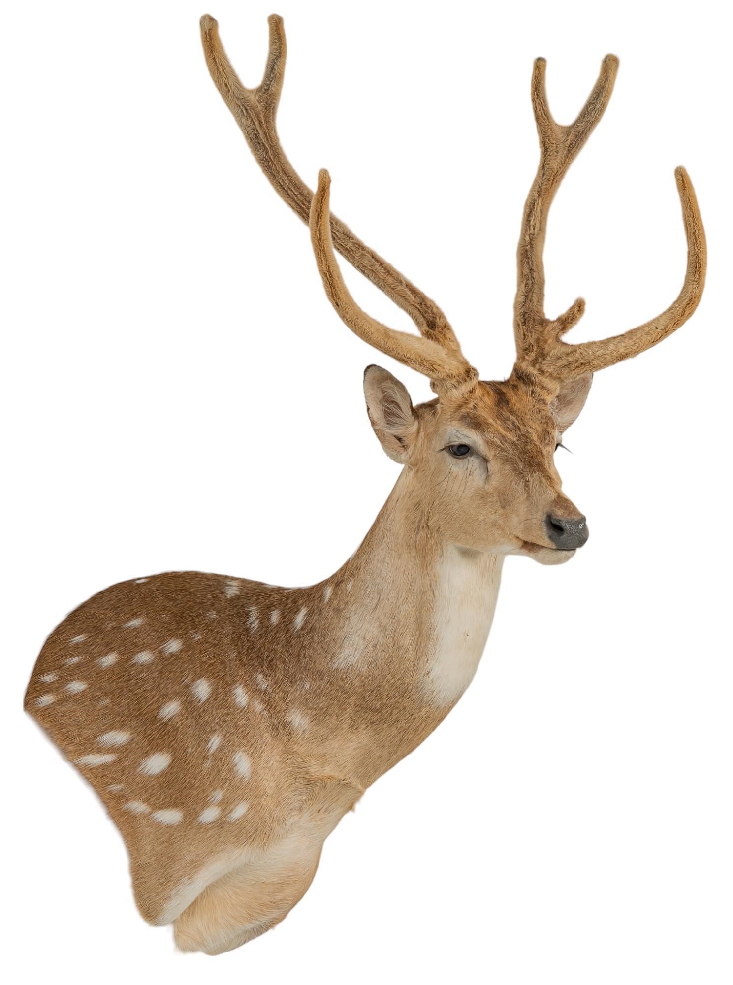 Axis Deer | Axis Deer Shoulder Mount Taxidermy | MutualArt