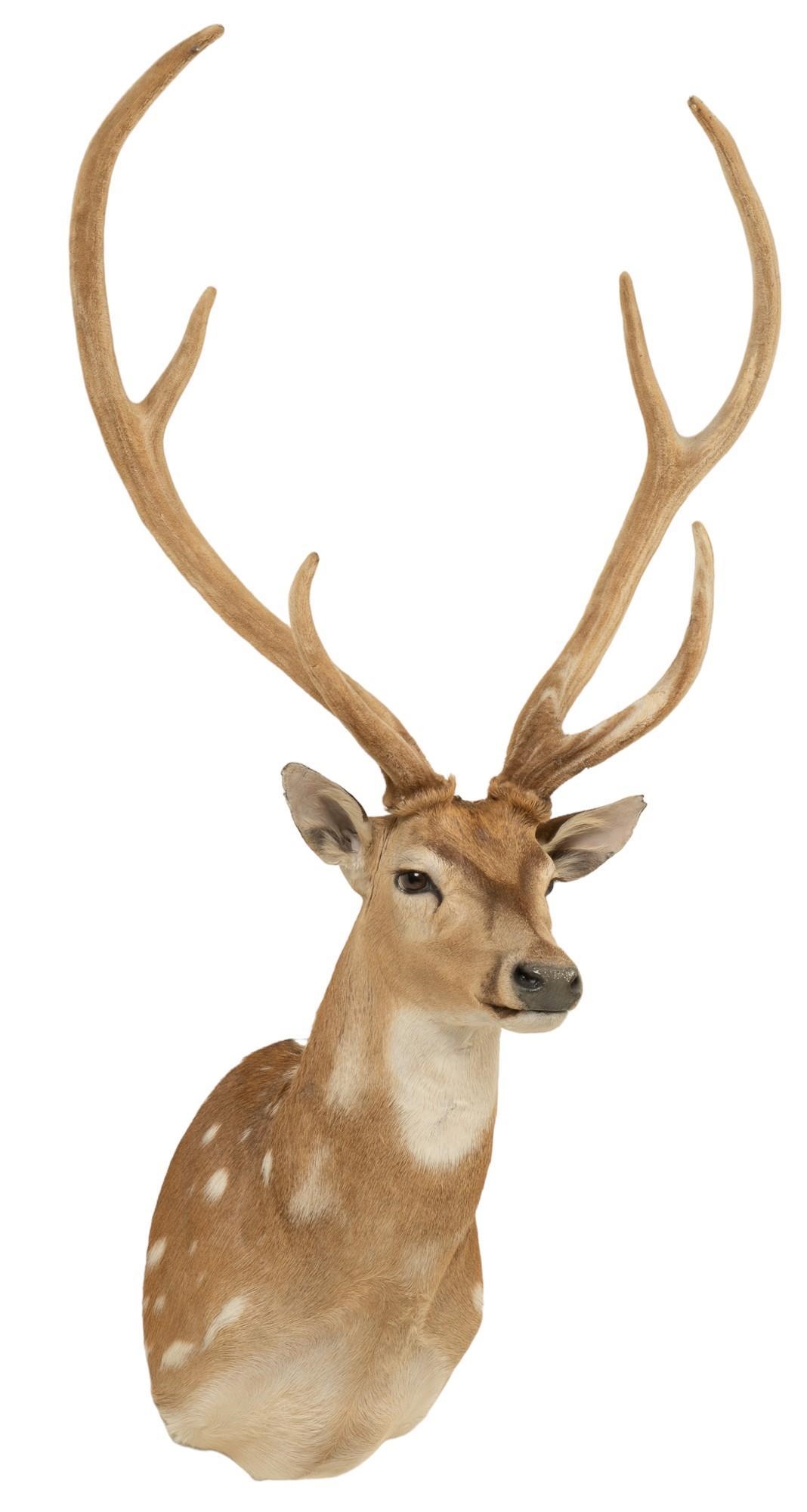 Axis Deer | Axis Deer Shoulder Mount Taxidermy | MutualArt