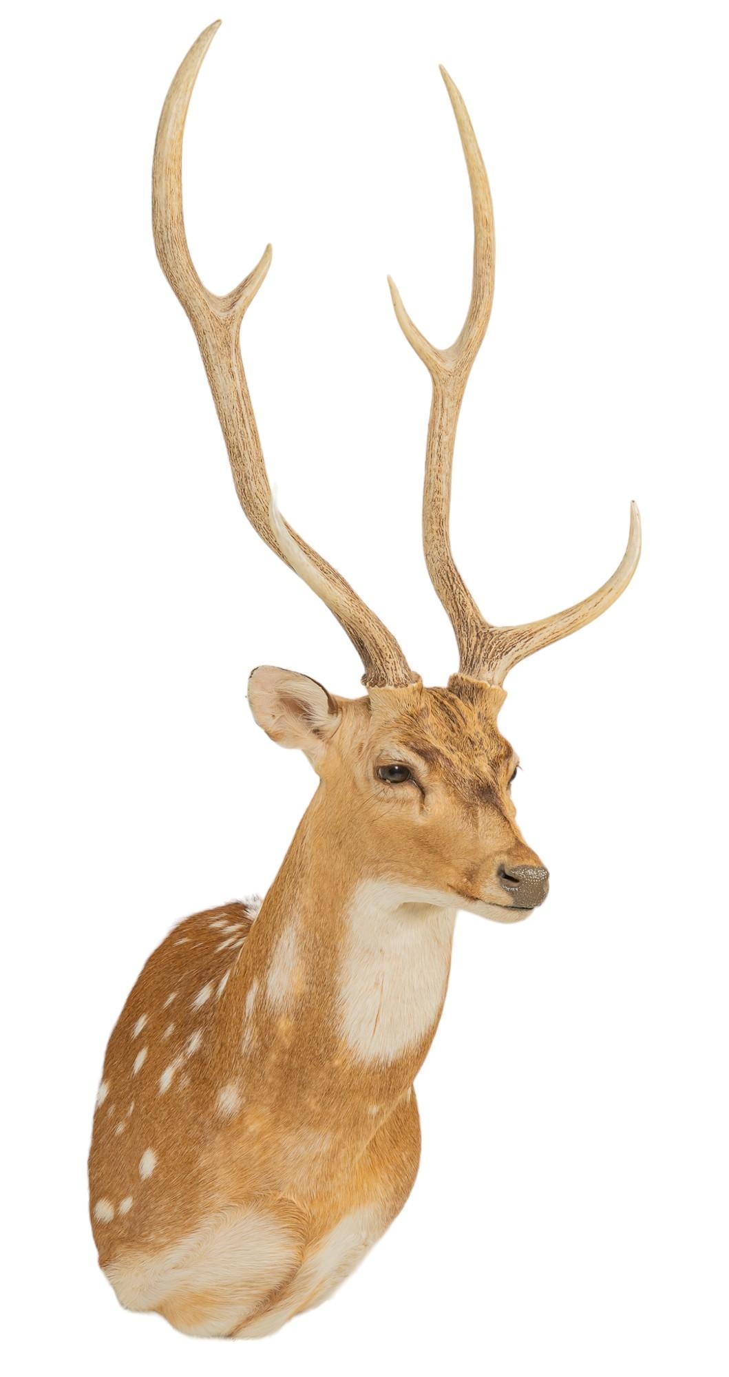 Axis Deer | Axis Deer Shoulder Mount Taxidermy | MutualArt