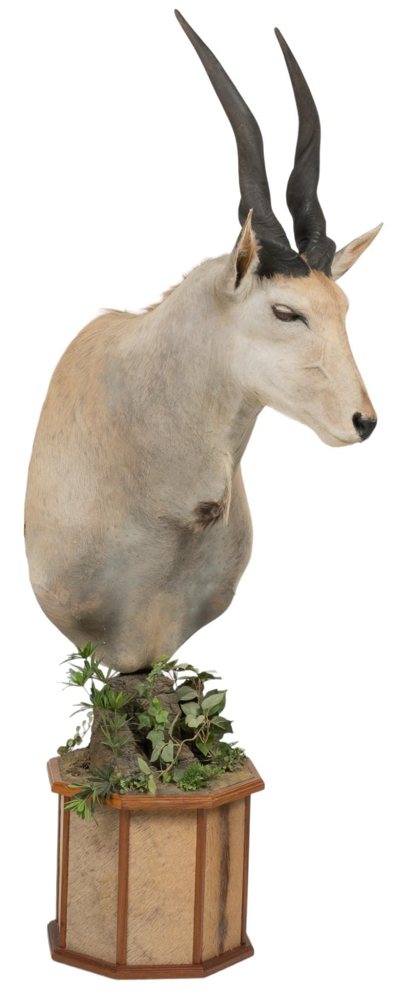 Giant Eland | Giant Eland Shoulder Mount Taxidermy on Pedestal | MutualArt