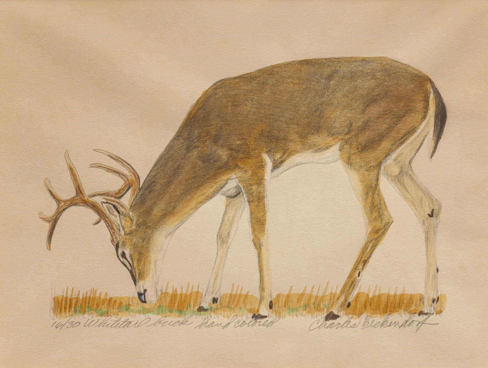 Charles Beckendorf | Whitetail Buck | MutualArt