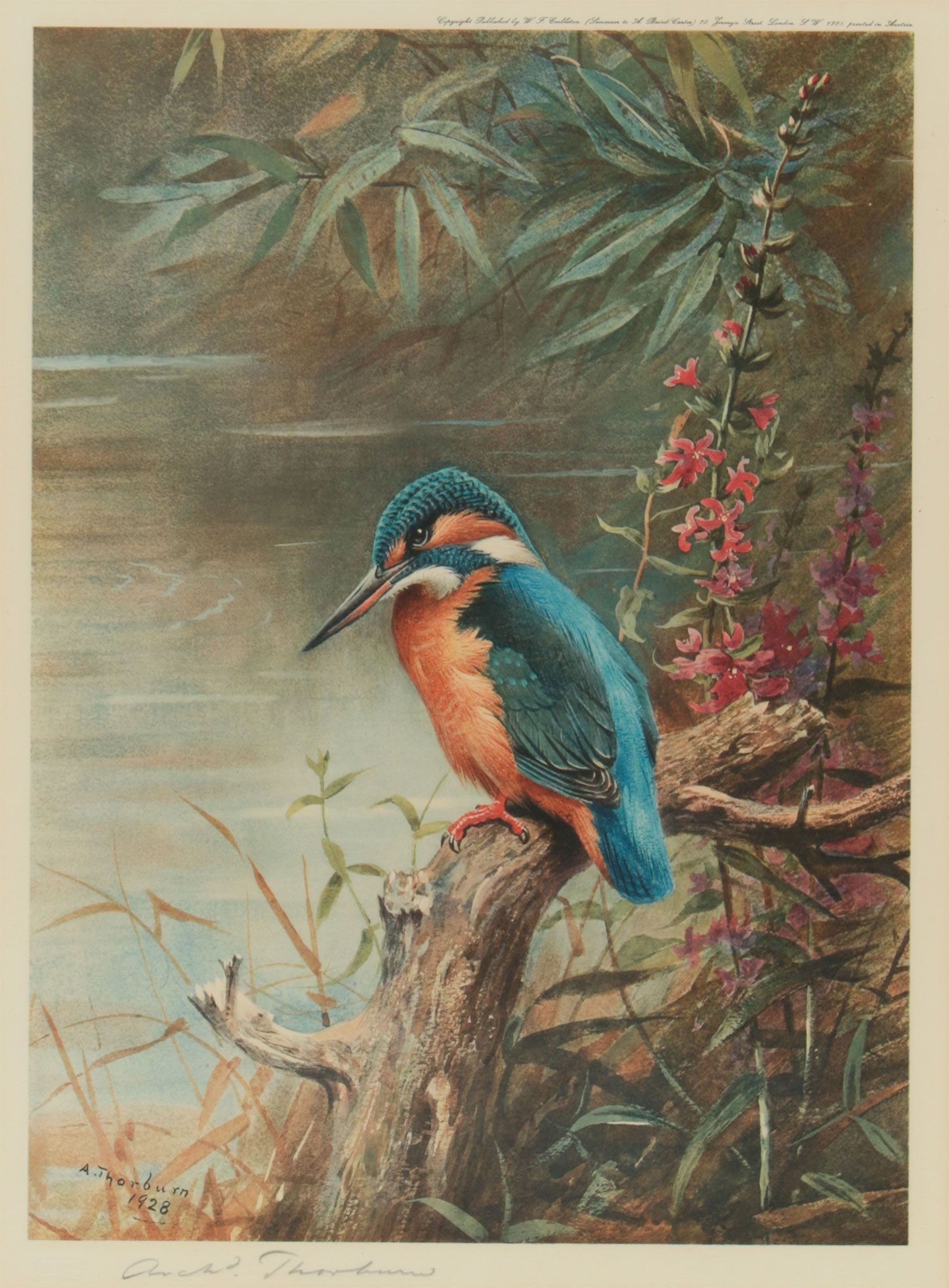 Archibald Thorburn | Jay (1917) | MutualArt