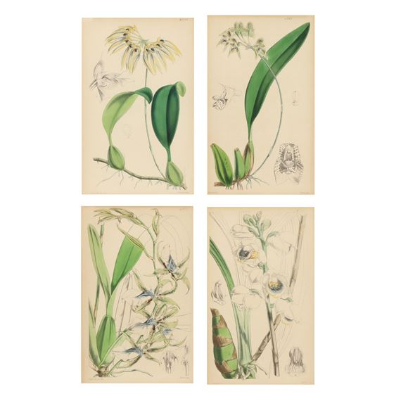 Walter Fitch | Four Plates from Curtis's Botanical Magazine | MutualArt