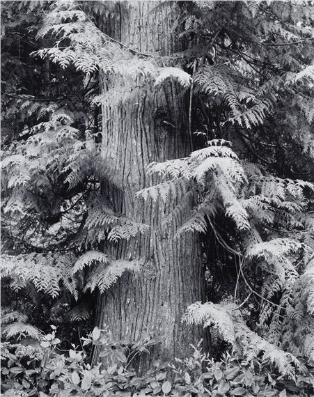 Henry Gilpin | Redwood Tree Fern Forest (1991) | MutualArt