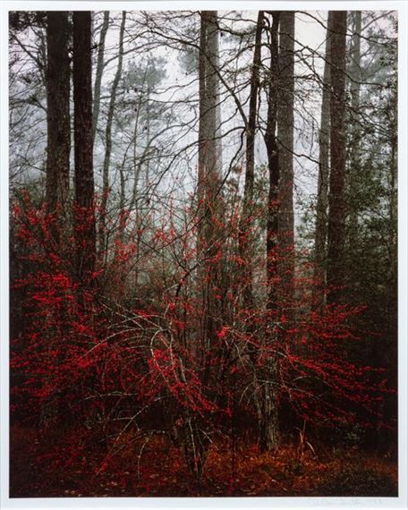 Clinton Smith | Trees in Fall | MutualArt