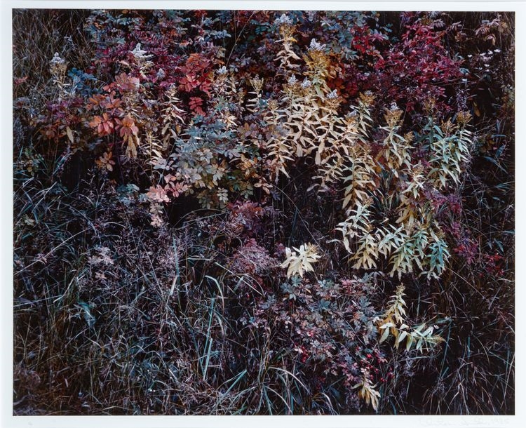 Clinton Smith | Trees in Fall | MutualArt