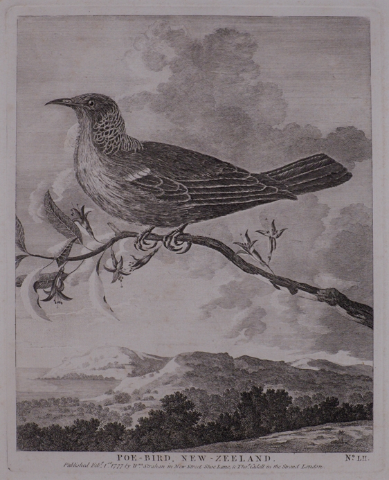 William Hodges | Poe Bird (1777) | MutualArt