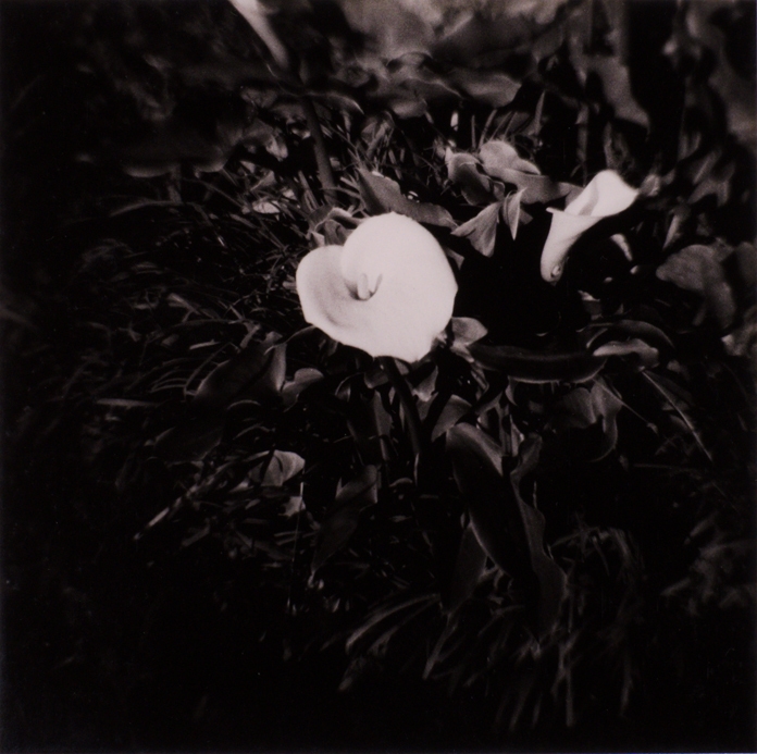 Peter Peryer | Lily (from Gone Home (1976) | MutualArt