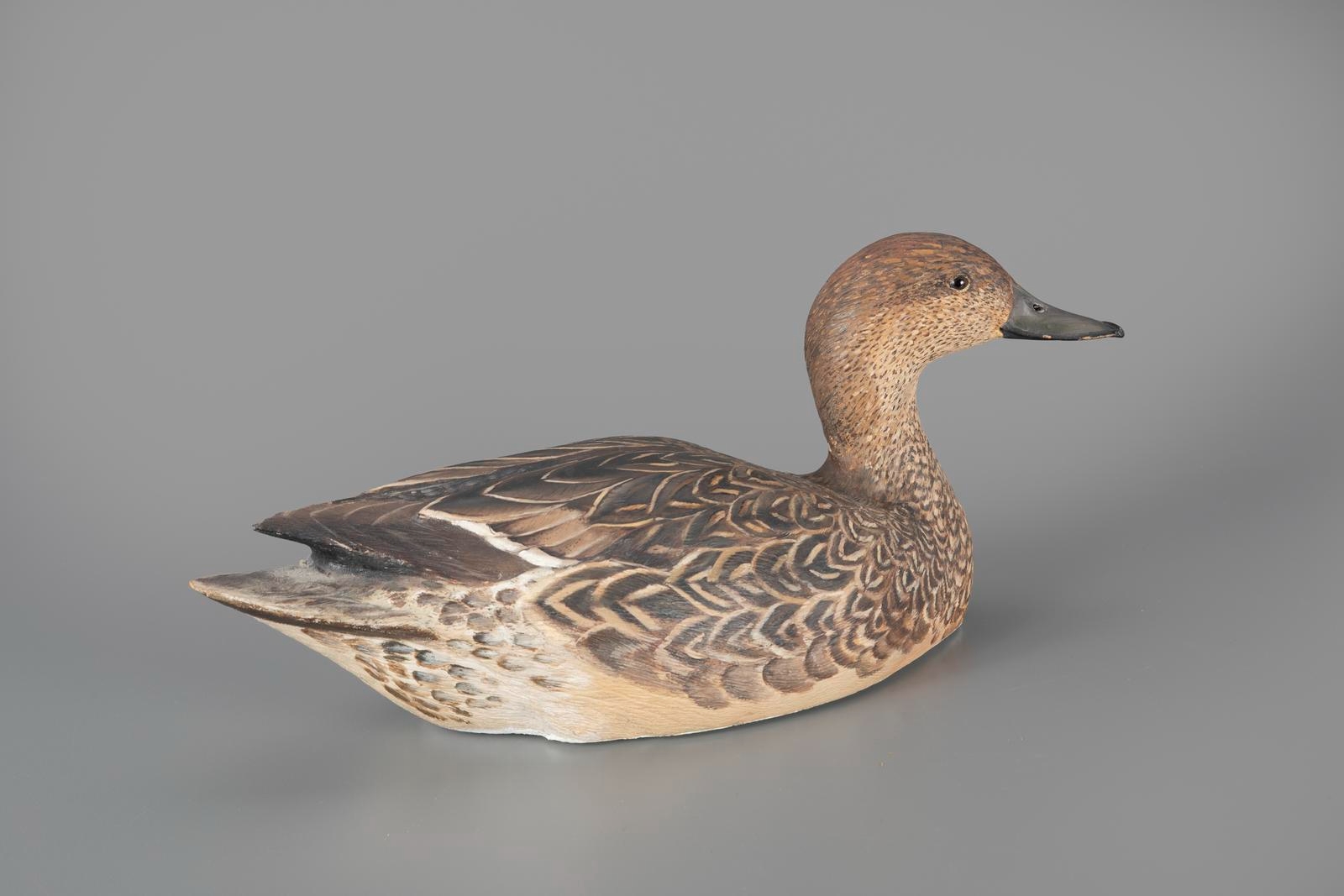 John S. Scheeler | Pintail Hen (1972) | MutualArt
