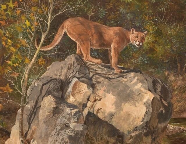 Travis Keese | Travis Keese Mountain Lion Oil Painting | MutualArt