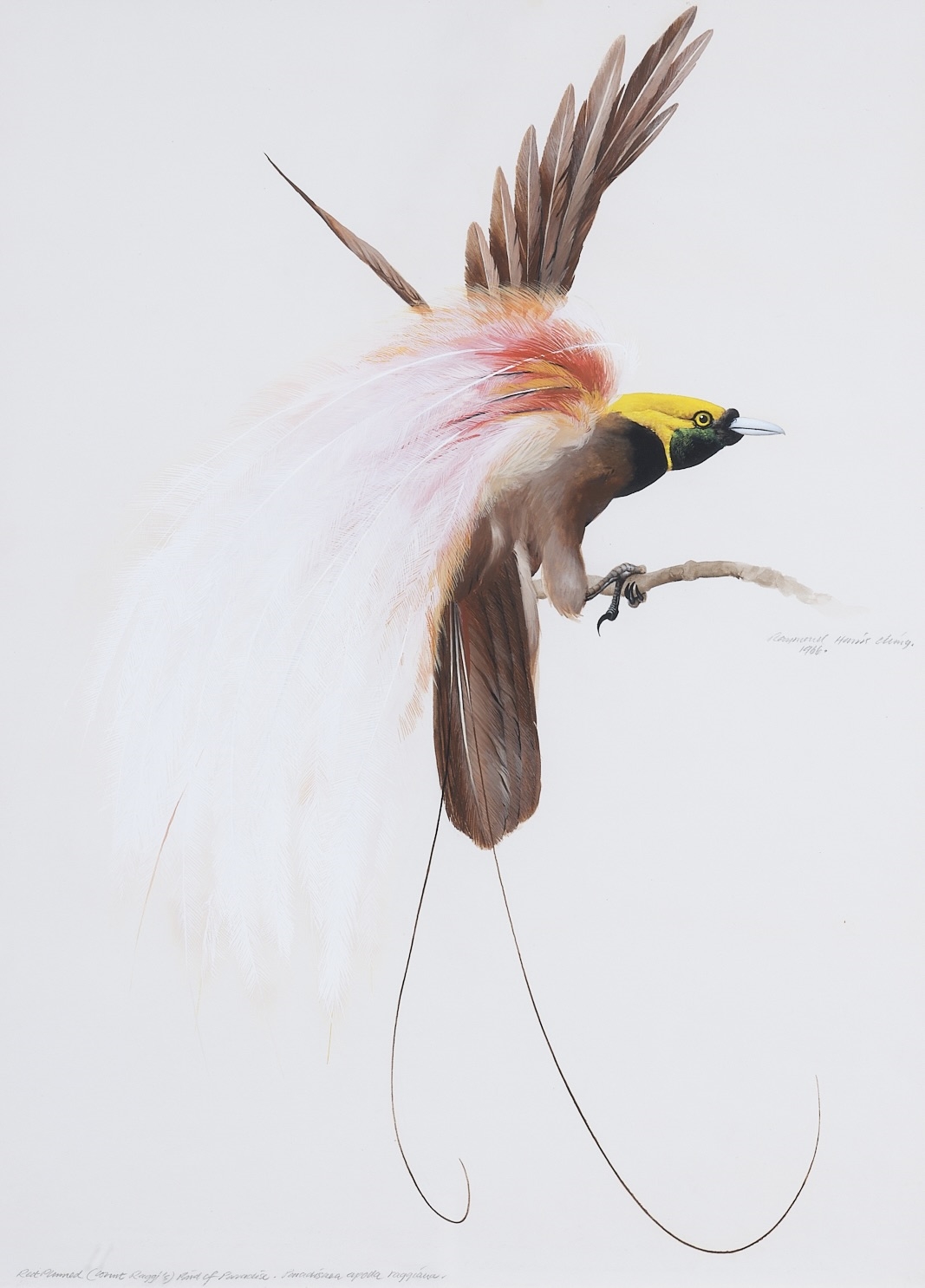 Raymond Harris Ching | Red Plumed (Count Raggi's Bird of Paradise ...